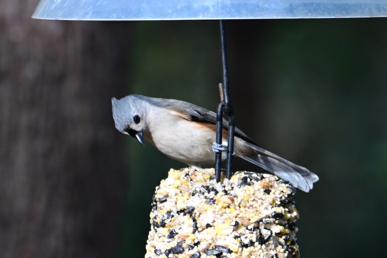 Feeder Watch – IN MY VIEWFINDER