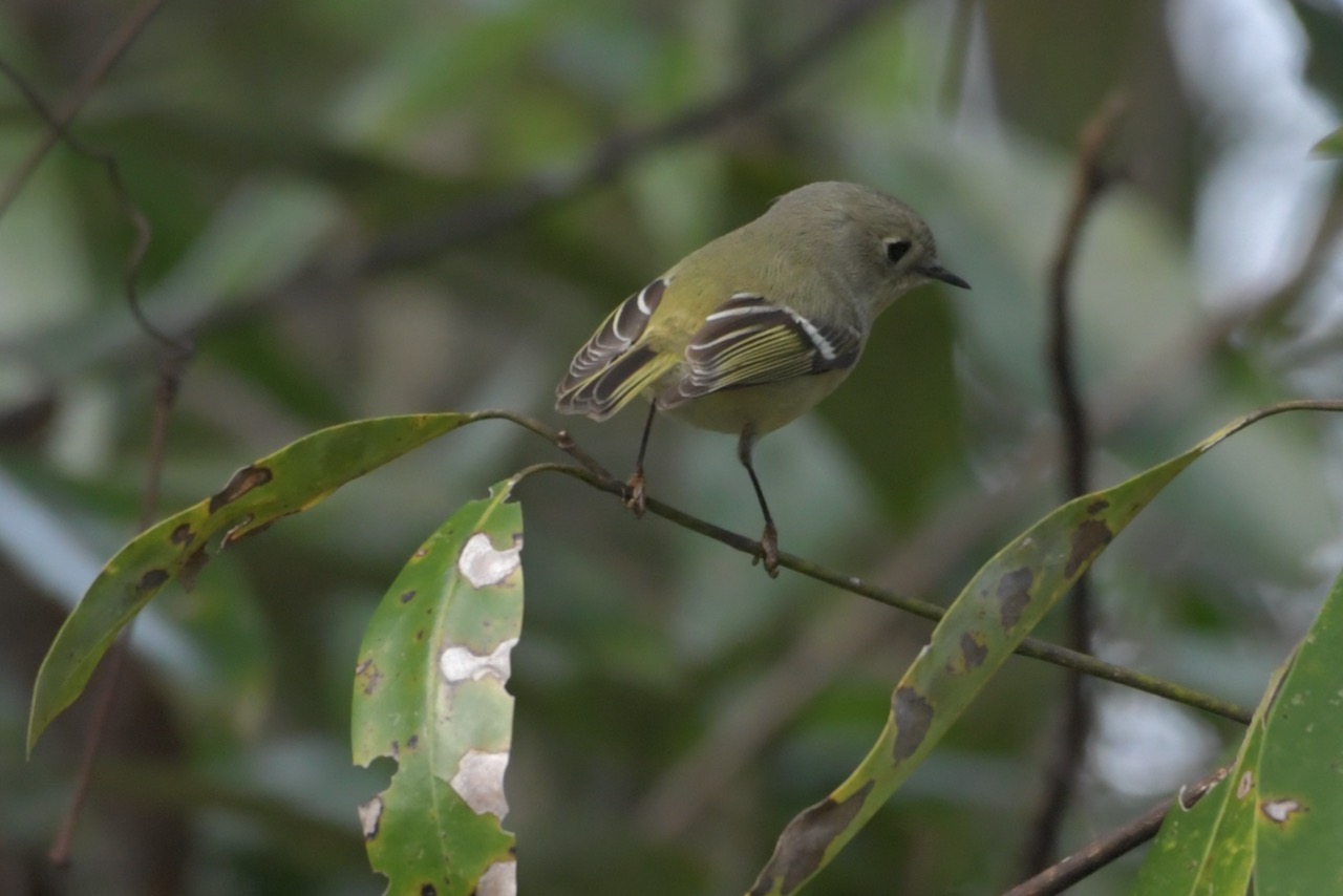 Ruby-crowned Kinglet – IN MY VIEWFINDER
