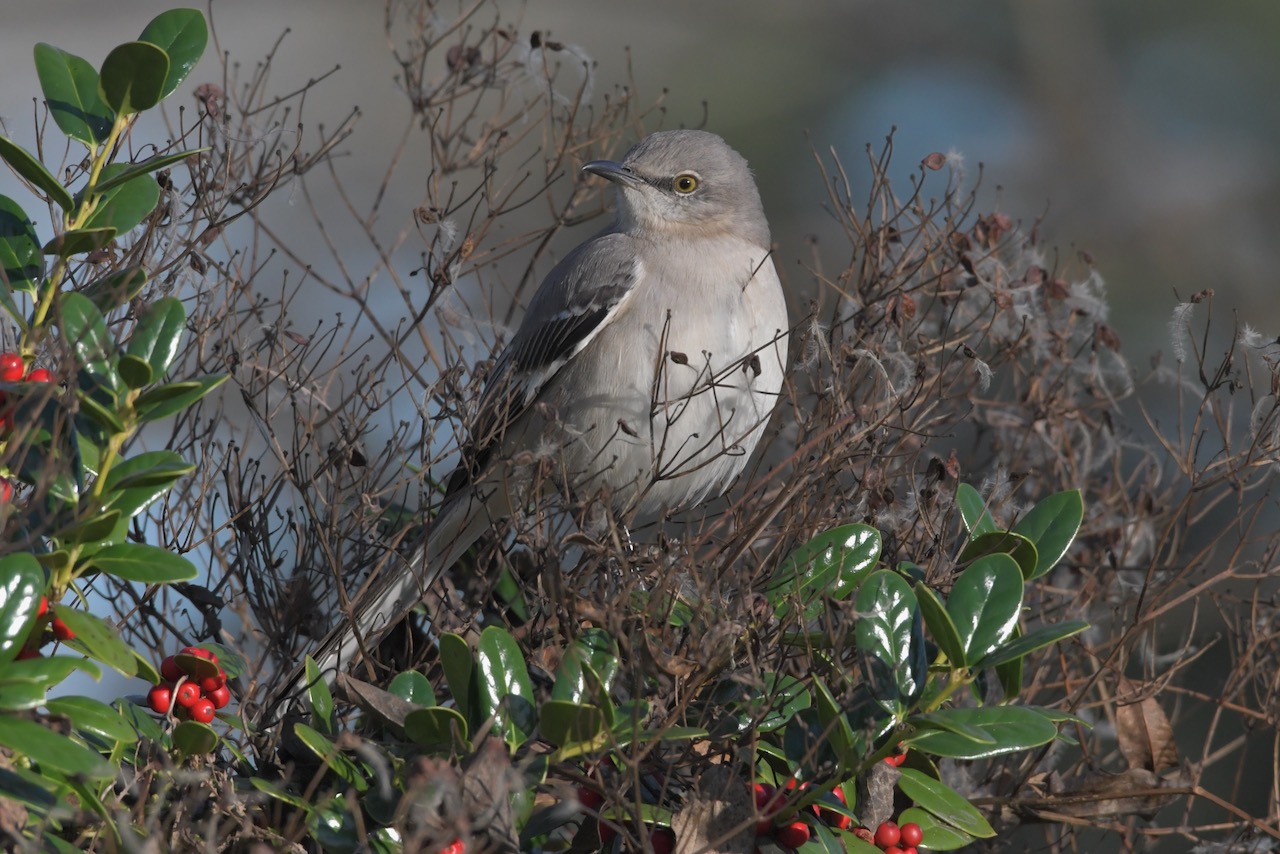 Northern Mockingbird – IN MY VIEWFINDER