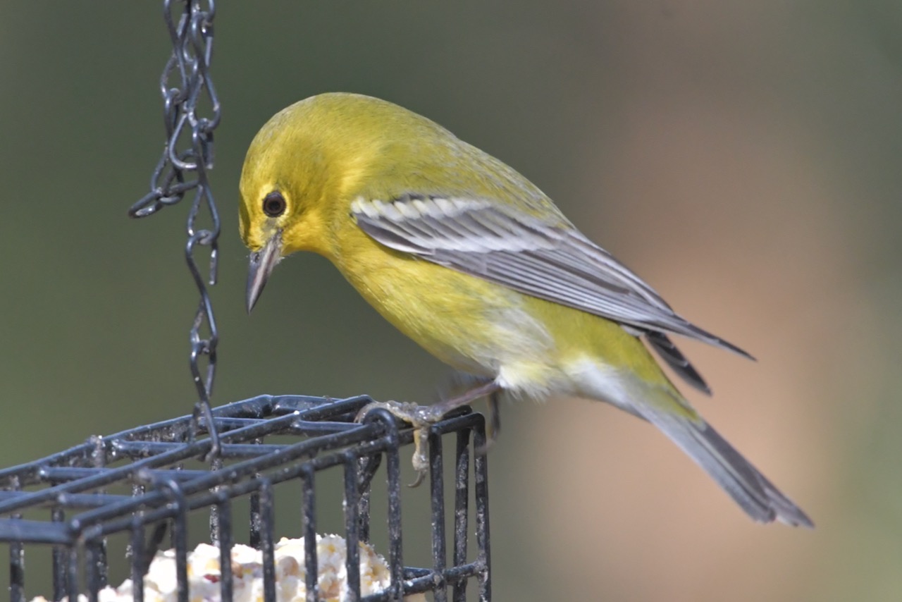 Pine Warbler – IN MY VIEWFINDER
