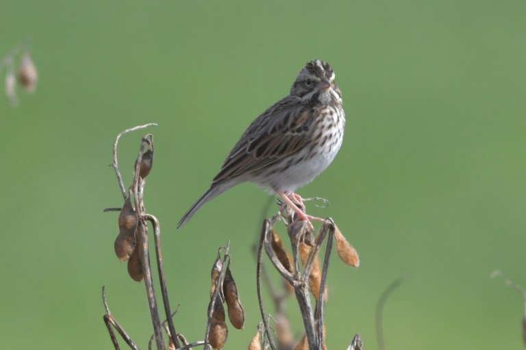 Savannah Sparrow – IN MY VIEWFINDER