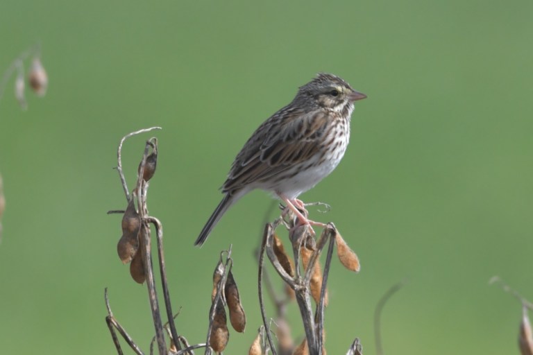 Savannah Sparrow – IN MY VIEWFINDER