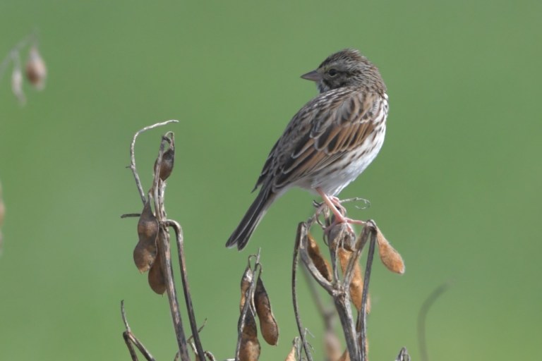 Savannah Sparrow – IN MY VIEWFINDER