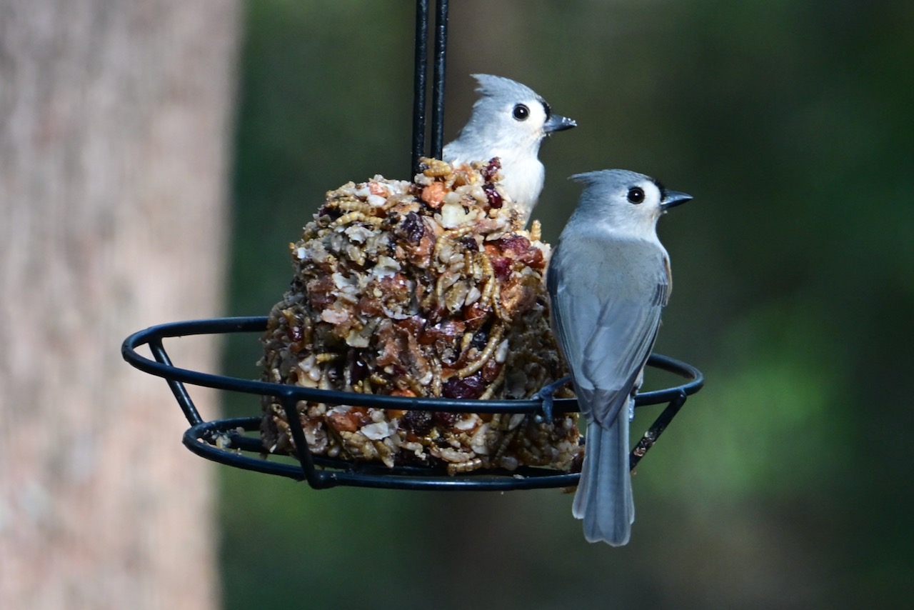 Titmouse Means Small Bird – IN MY VIEWFINDER