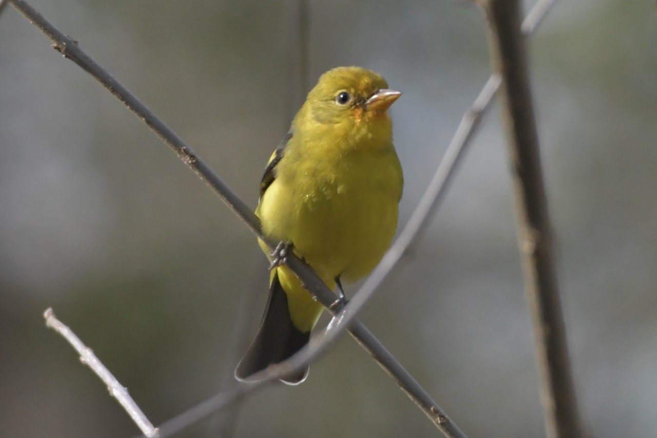 Western Tanager – IN MY VIEWFINDER