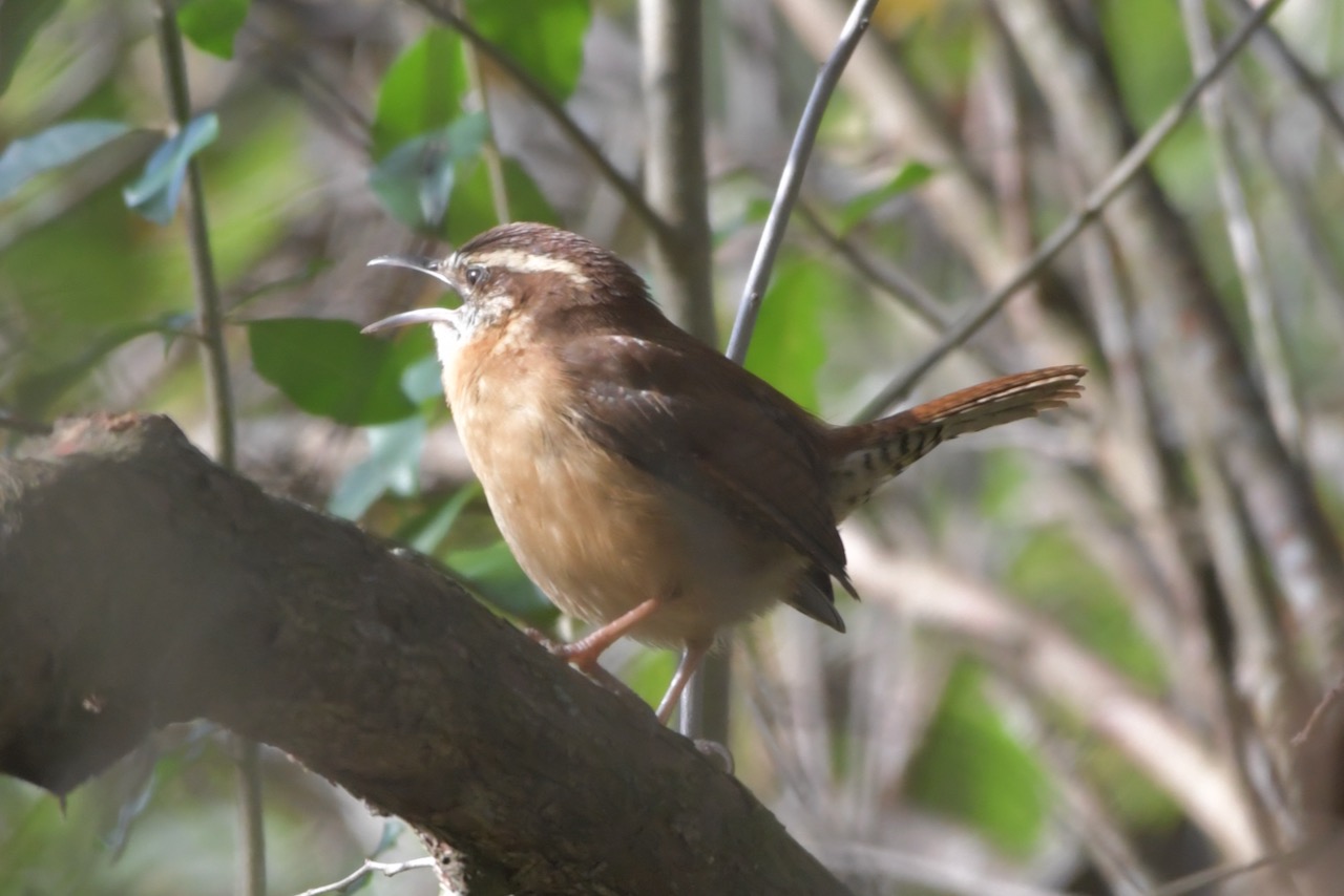 Carolina Wren – IN MY VIEWFINDER