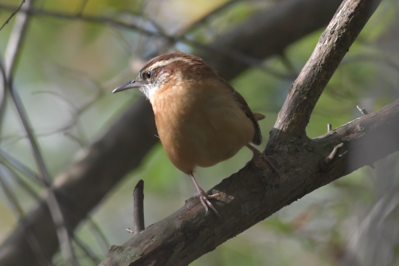 Carolina Wren – IN MY VIEWFINDER