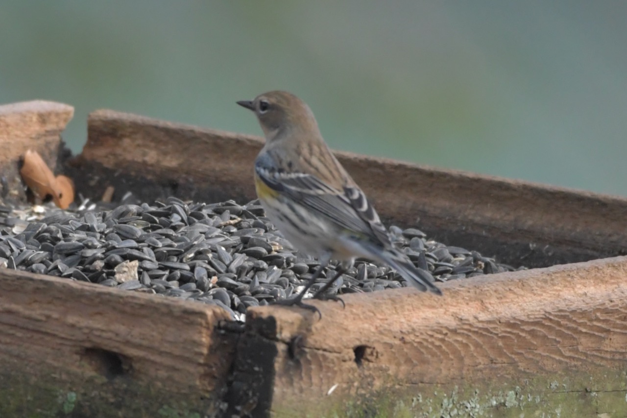 Yellow-rumped Warbler – IN MY VIEWFINDER