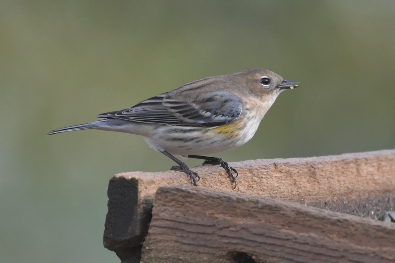 Yellow-rumped Warbler – IN MY VIEWFINDER