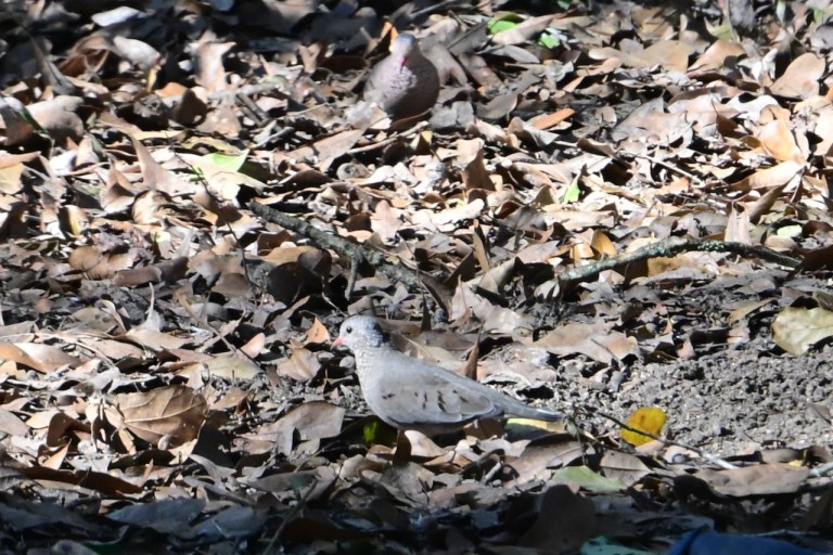 Birds Galore – IN MY VIEWFINDER