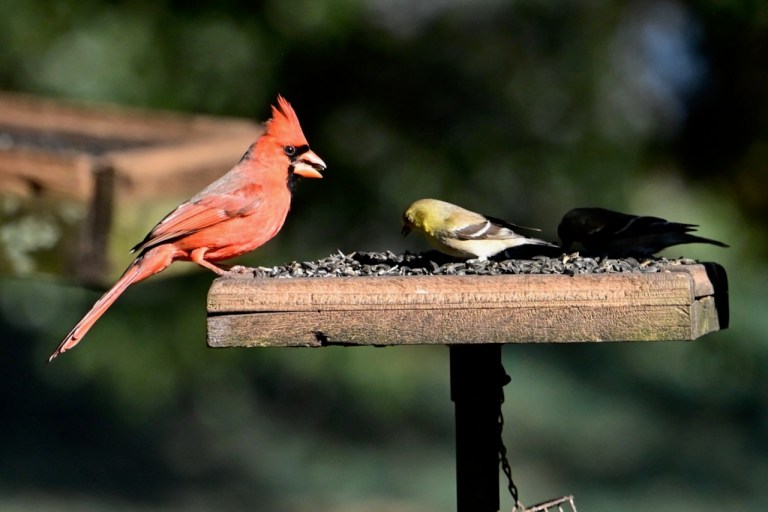 A Variety of Birds – IN MY VIEWFINDER